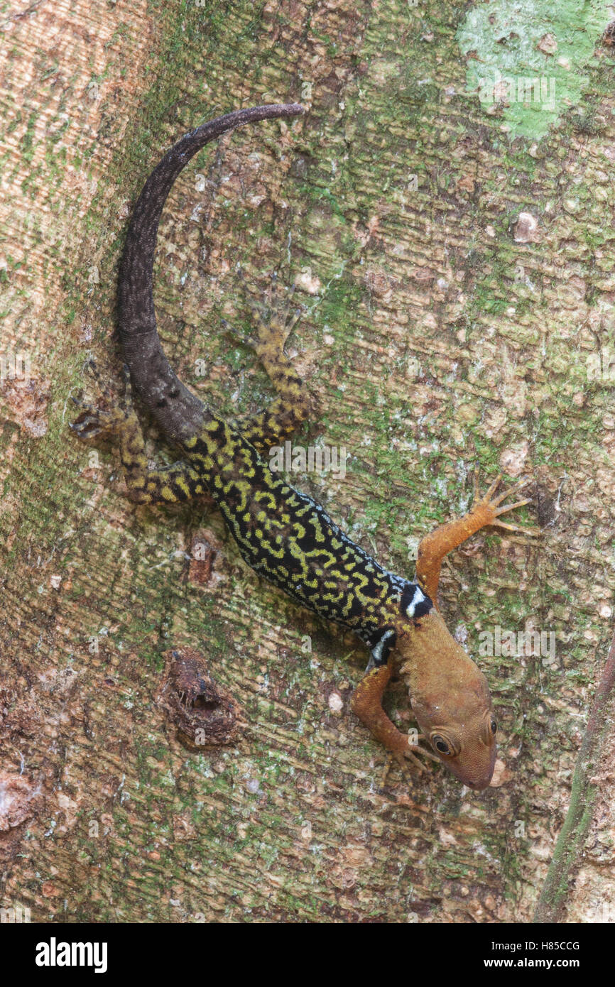 O'Shaughnessy's Gecko (Gonatodes concinnatus), Yasuni National Park ...