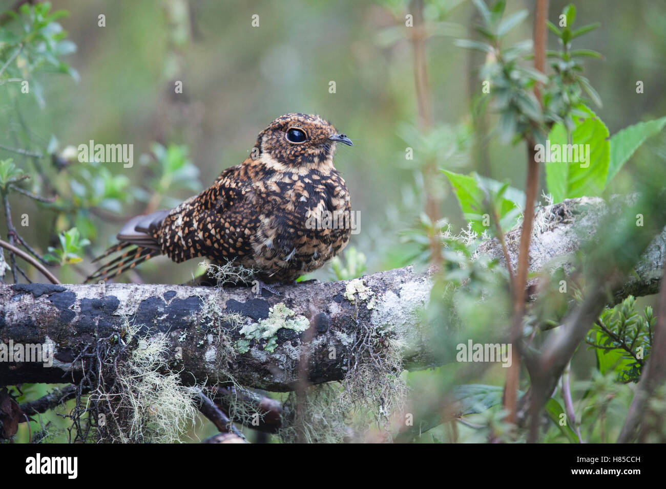 Swallow-tailed Nightjar (Uropsalis segmentata) female, Wayqecha Cloud ...