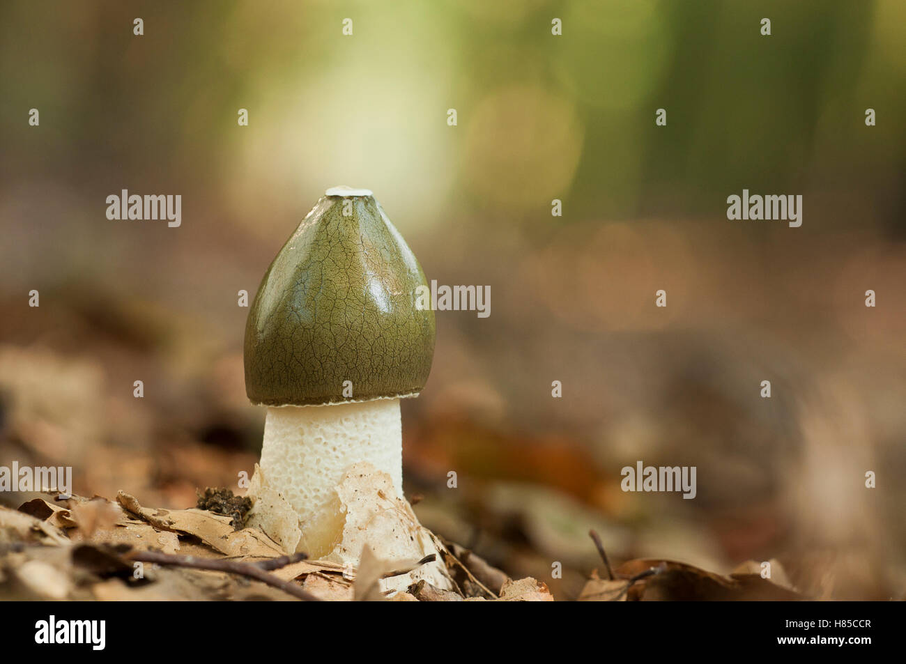 Common Stinkhorn (Phallus impudicus) mushroom with intact gleba, Noord ...