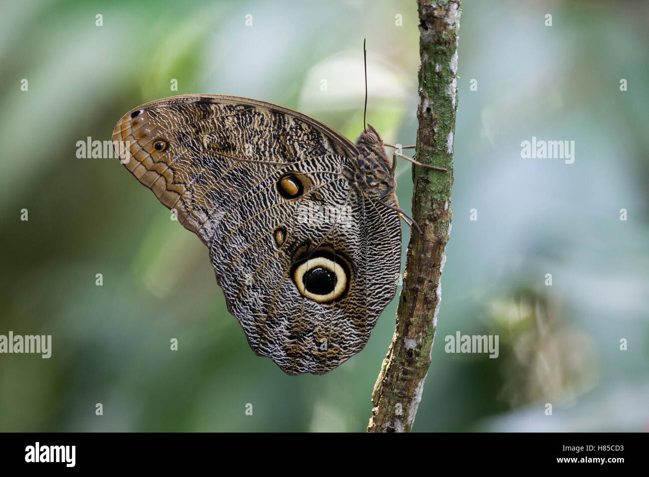 Owl Butterfly (Caligo sp) showing false eyespot on wing, Los Amigos ...