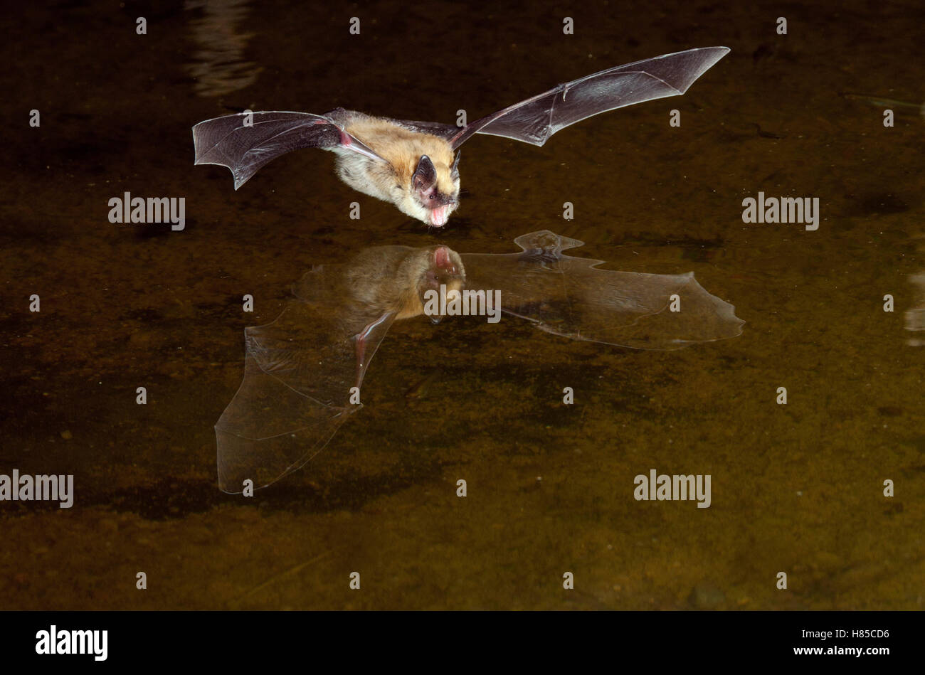 Big Brown Bat (Eptesicus fuscus) flying over water while hunting for ...