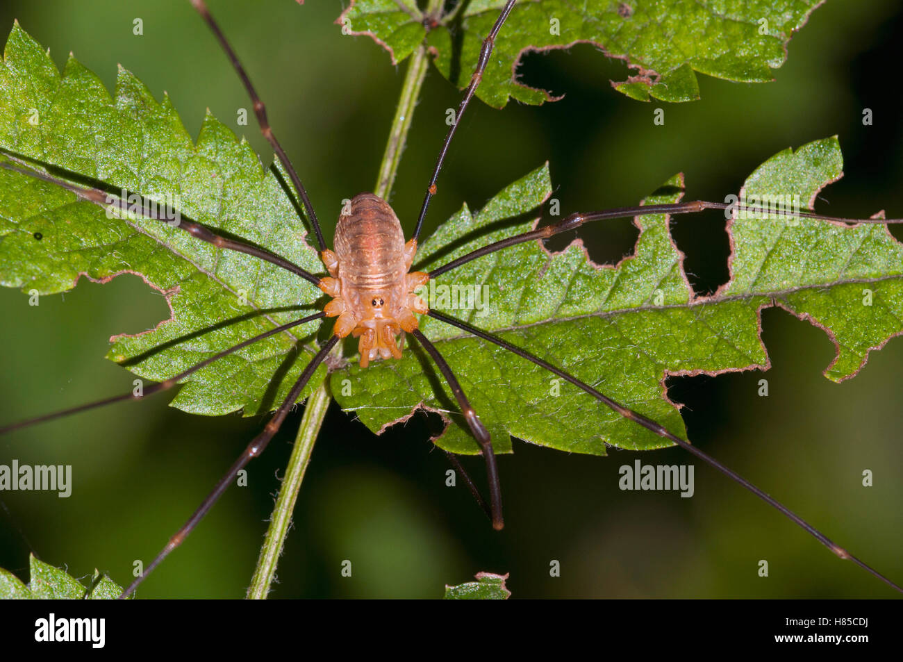 Harvestman (Opilio canestrinii), Netherlands Stock Photo - Alamy