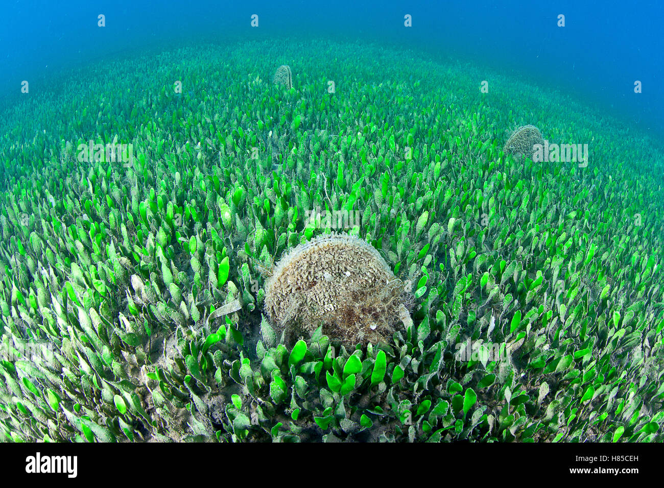 Pen Shell (Pinna nobilis) group amongst dense Leafy Caulerpa (Caulerpa ...