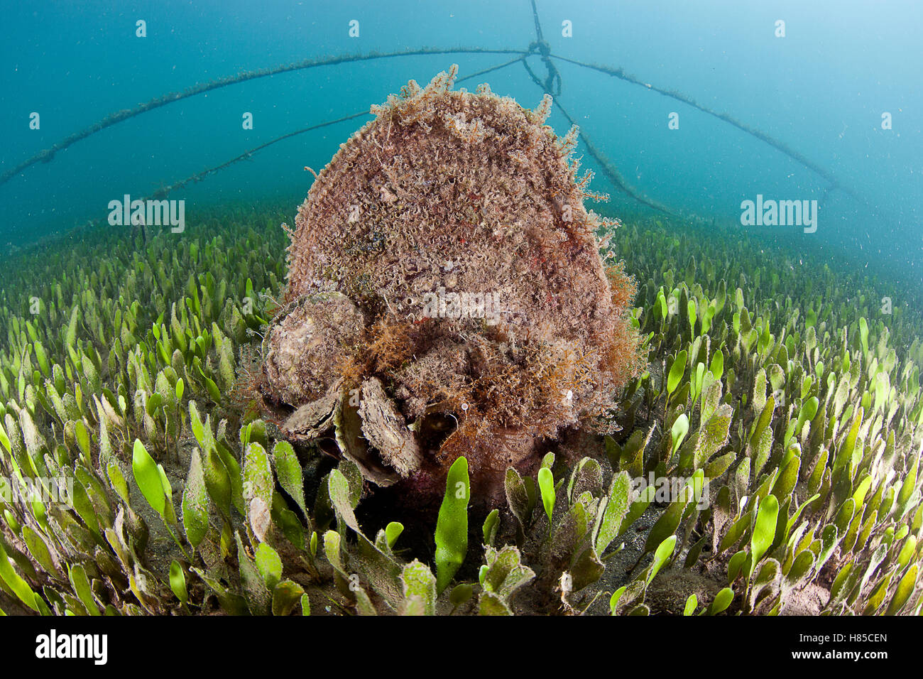 Pen Shell (Pinna nobilis) and Common Oysters (Ostrea edulis), Greece ...