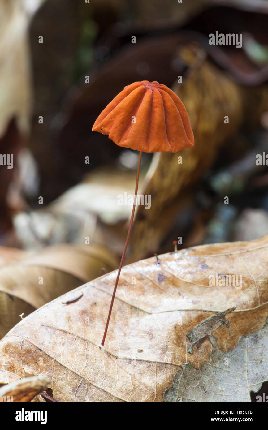 Gill Mushroom (Marasmius sp), Los Amigos Conservation Concession, Peru ...