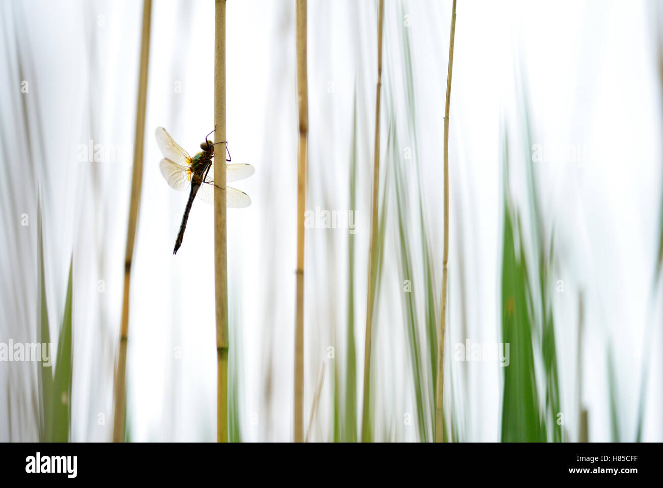 Downy Emerald (Cordulia aenea) dragonfly, Noord-Holland, Netherlands ...