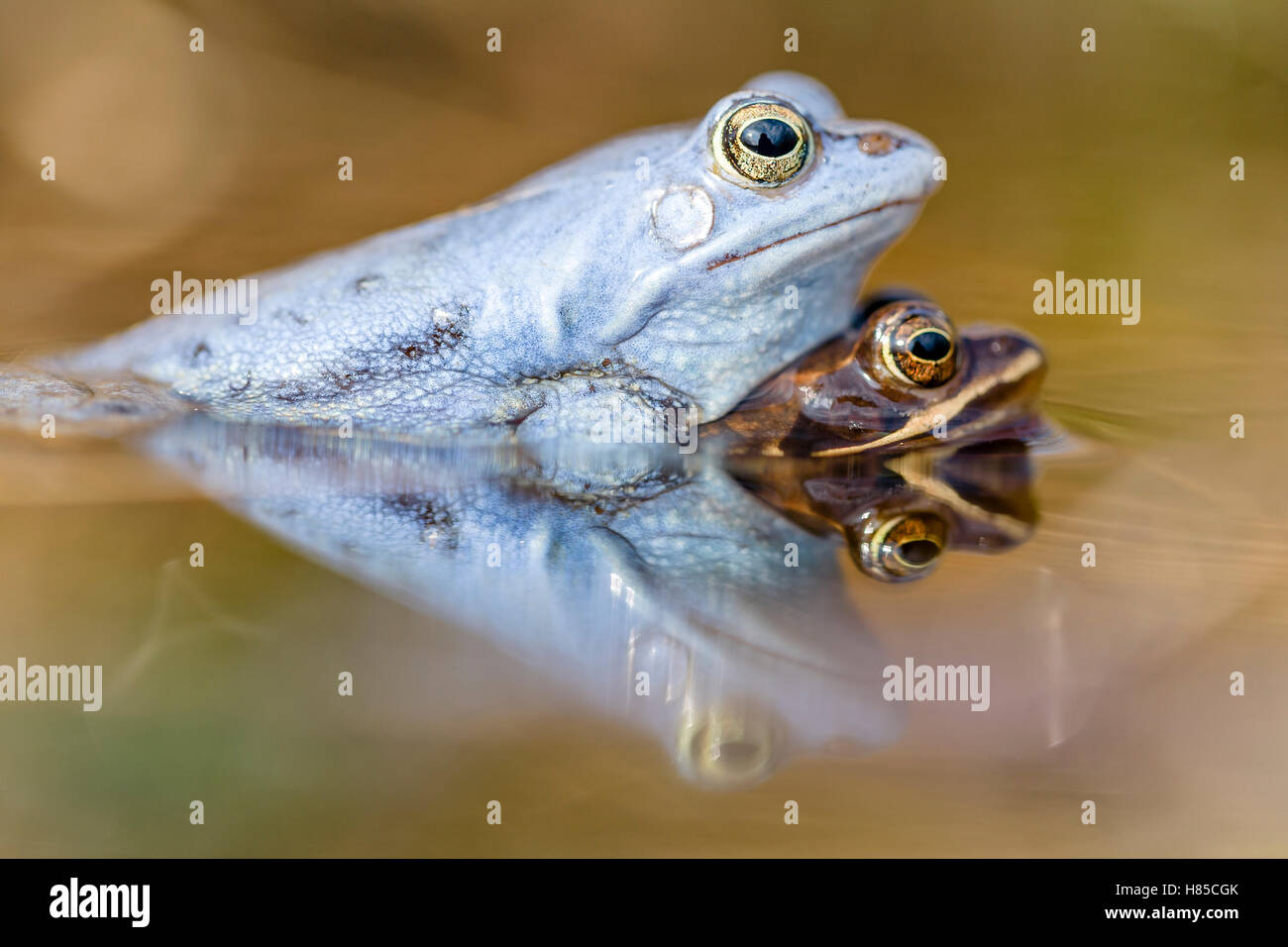Moor Frog (Rana arvalis) pair mating, Overijssel, Netherlands Stock ...