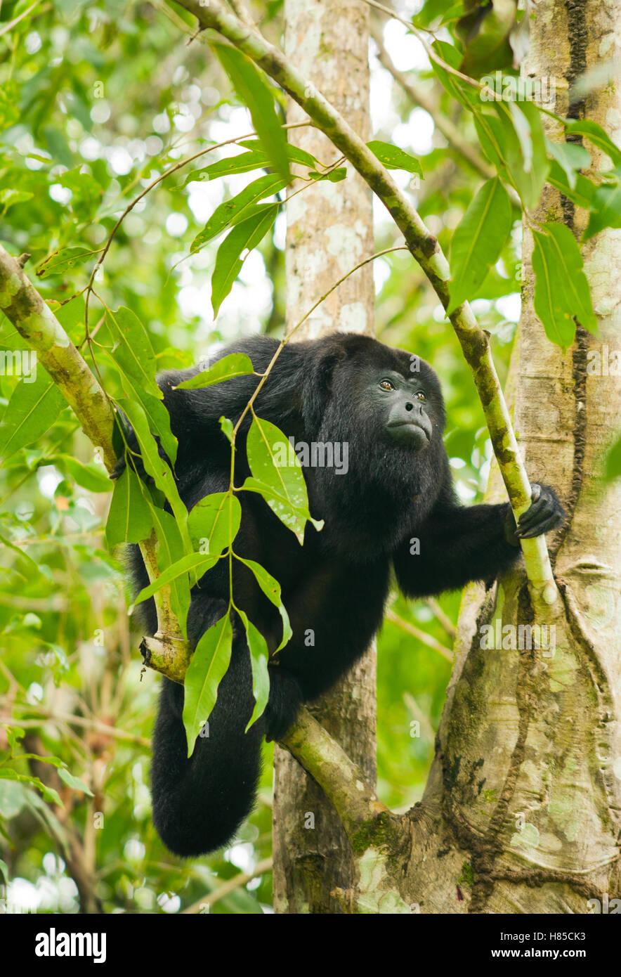 Mexican Black Howler Monkey (Alouatta pigra) in tree, Community Baboon ...