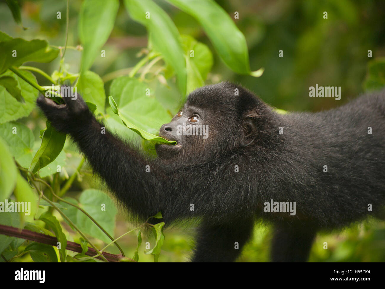 Mexican black howler monkey hi-res stock photography and images - Alamy