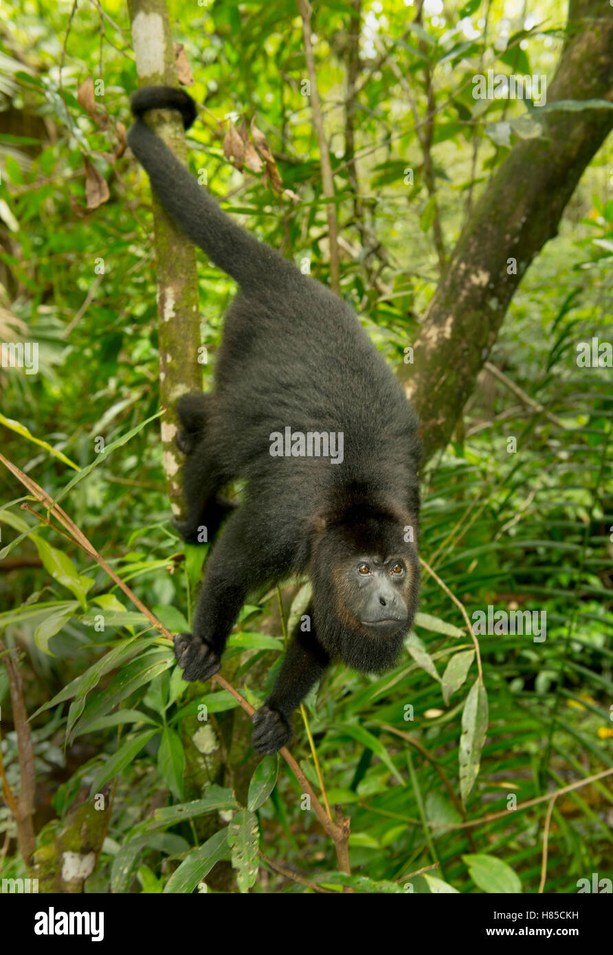 Mexican Black Howler Monkey (Alouatta pigra) in tree, Community Baboon ...