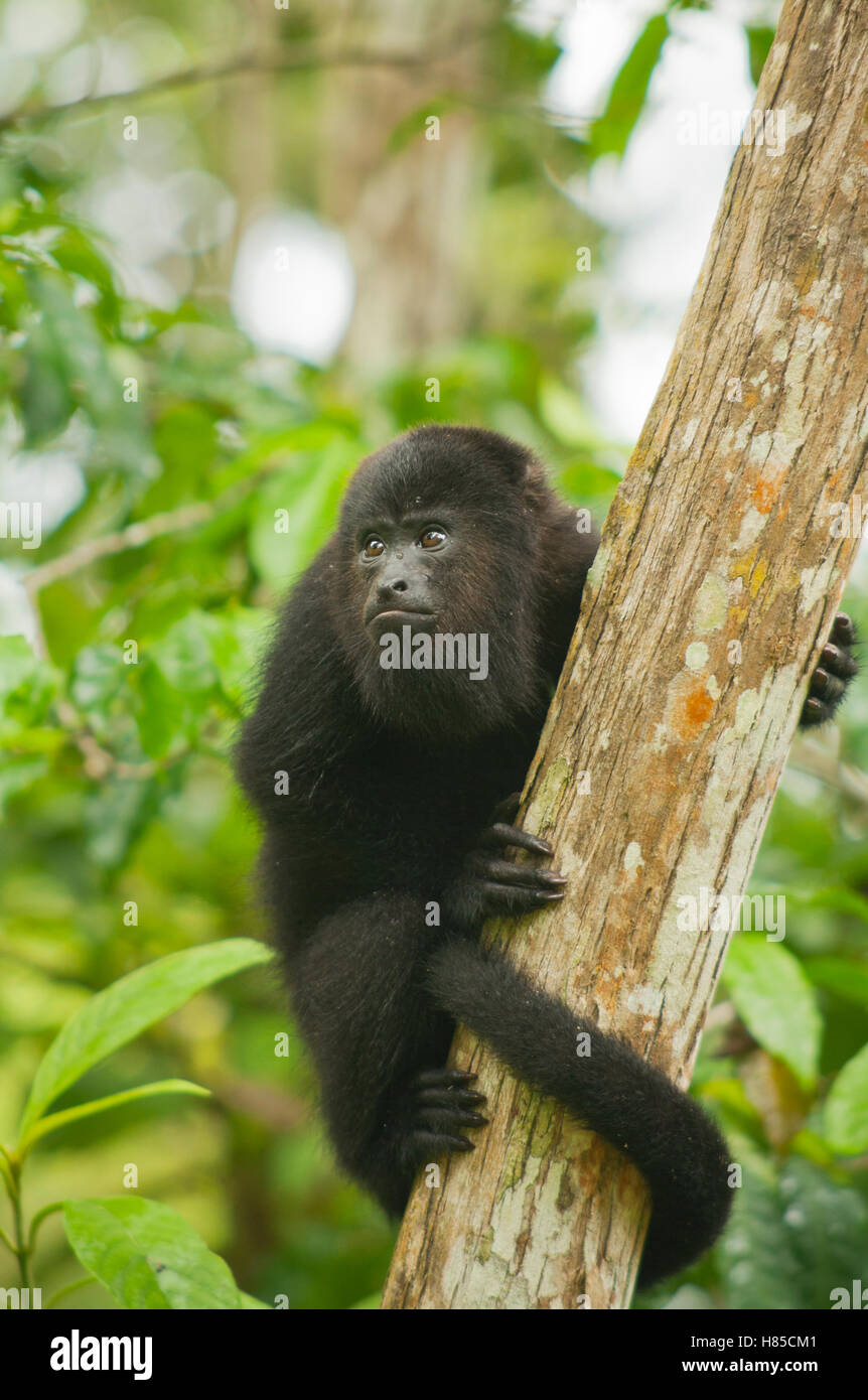 Mexican Black Howler Monkey (Alouatta pigra) in tree, Community Baboon ...