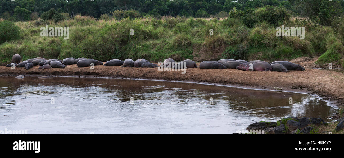 Hippopotamus (Hippopotamus amphibius) group sleeping on riverbank ...