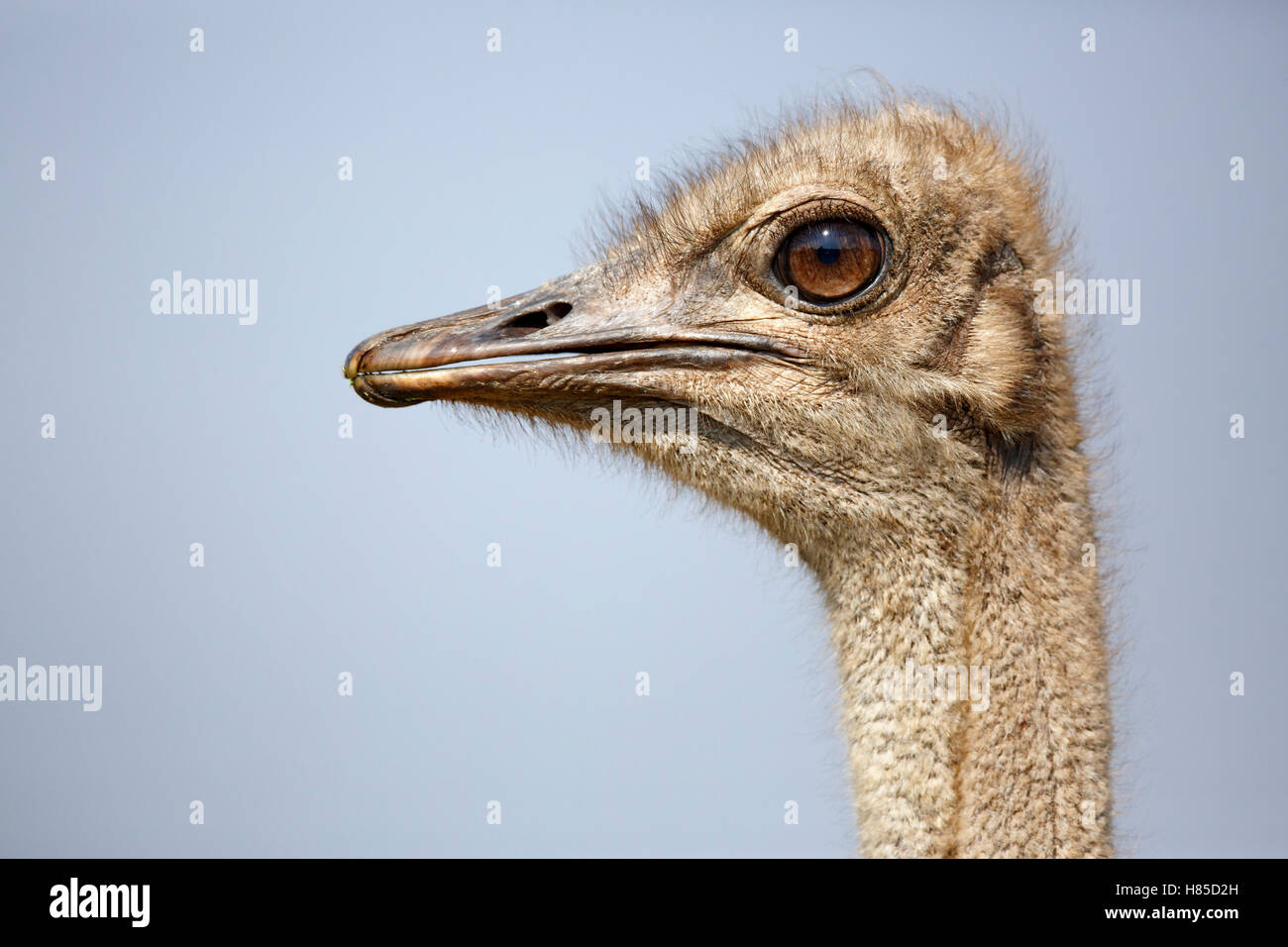 Ostrich (Struthio camelus) female, Rietvlei Nature Reserve, Gauteng ...