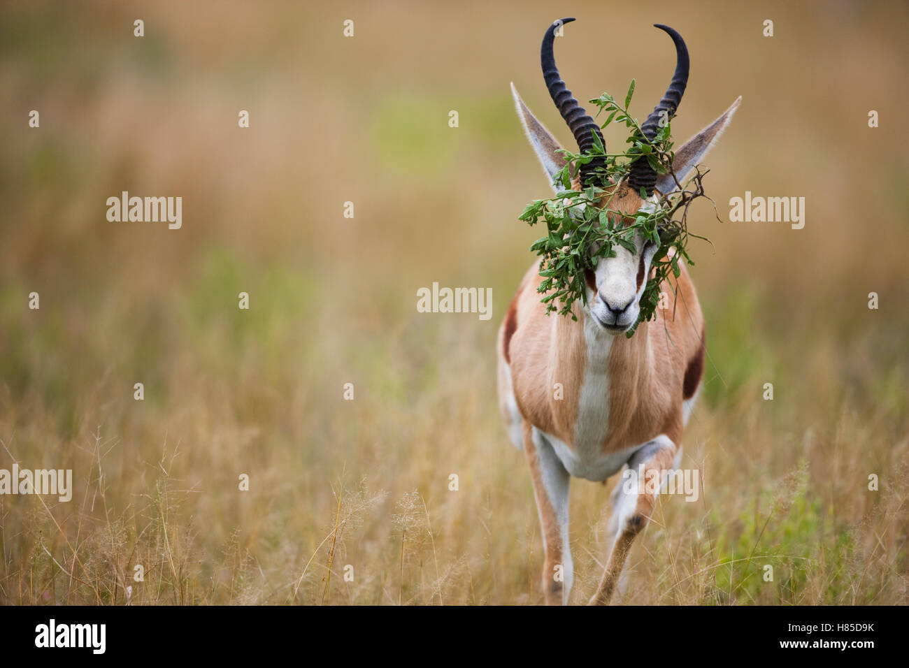 Springbok (Antidorcas marsupialis) male with vegetation entangled in ...