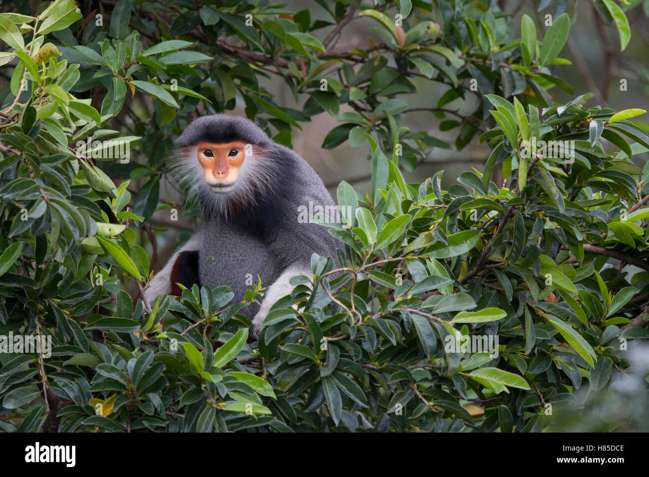 Douc Langur (Pygathrix nemaeus) male in tree, Vietnam Stock Photo - Alamy
