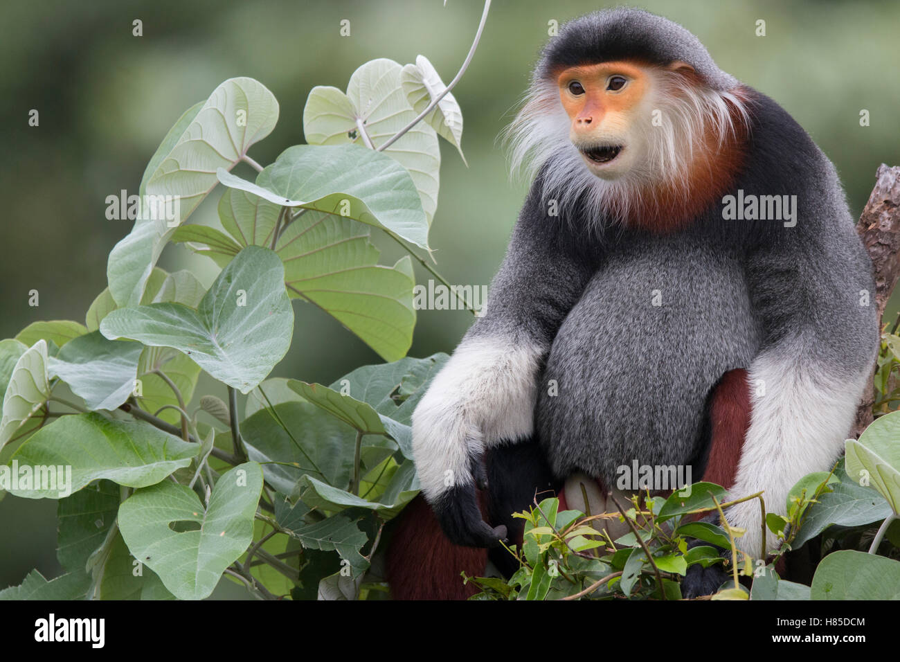 Douc Langur (Pygathrix nemaeus) male in tree, Vietnam Stock Photo - Alamy