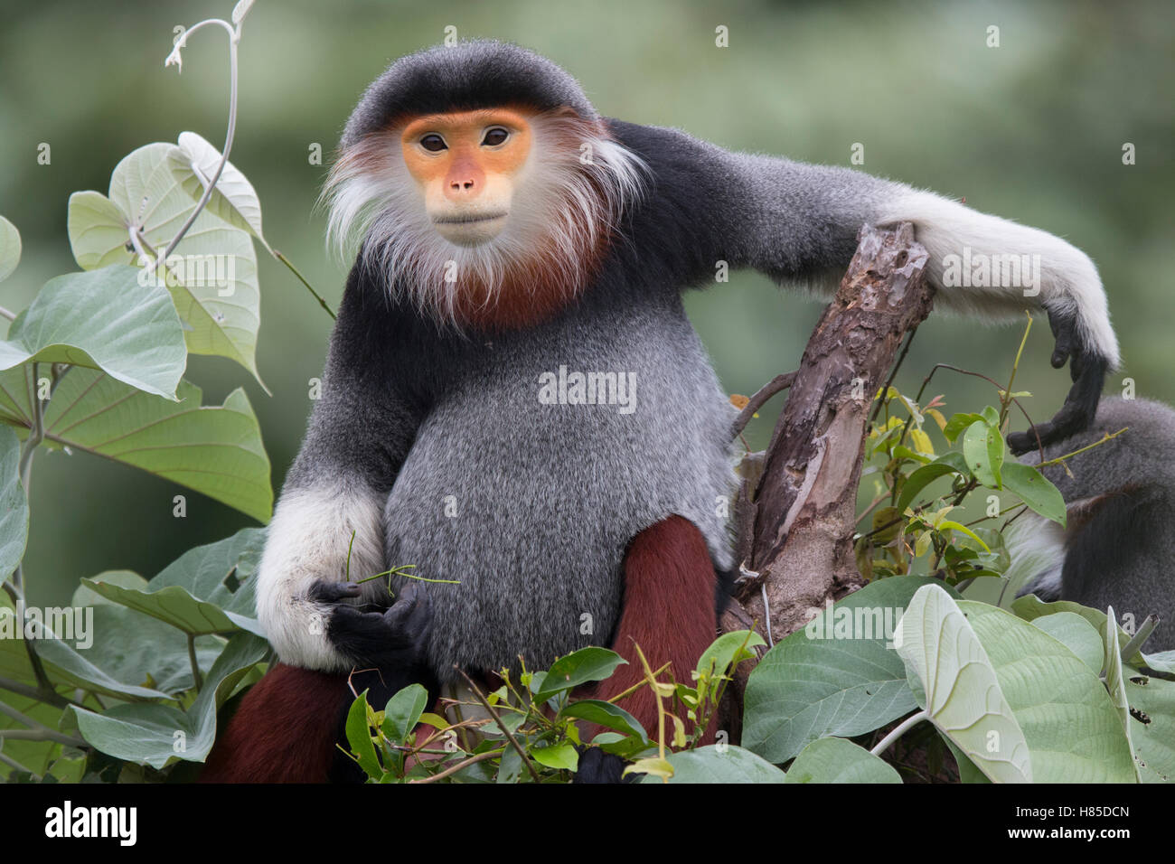 Douc Langur (Pygathrix nemaeus) male in tree, Vietnam Stock Photo - Alamy