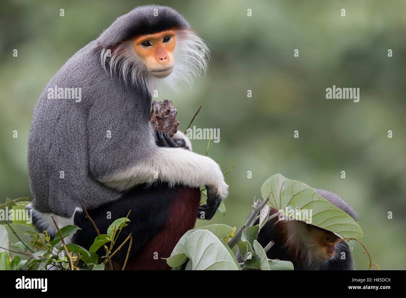 Douc Langur (Pygathrix nemaeus) male in tree, Vietnam Stock Photo - Alamy