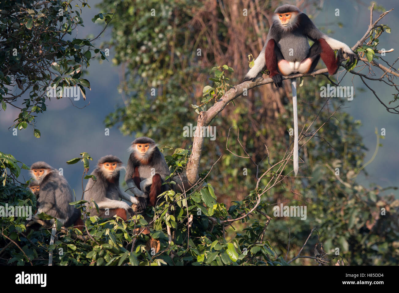 Douc Langur (Pygathrix nemaeus) group in tree, Vietnam Stock Photo - Alamy