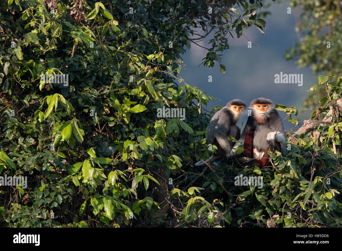 Douc Langur (Pygathrix nemaeus) male and female in tree, Vietnam Stock ...