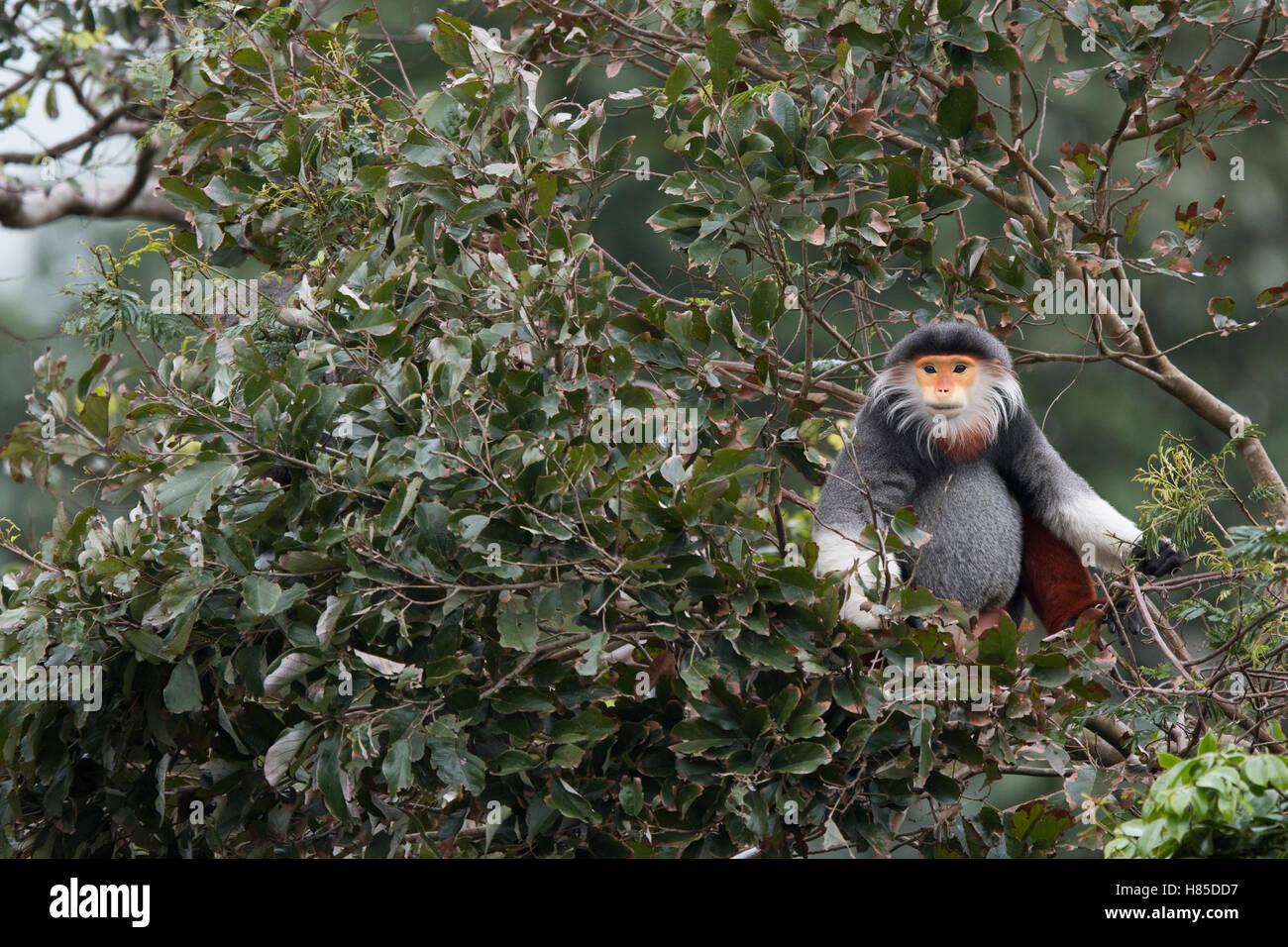 Douc Langur (Pygathrix nemaeus) male in tree, Vietnam Stock Photo - Alamy