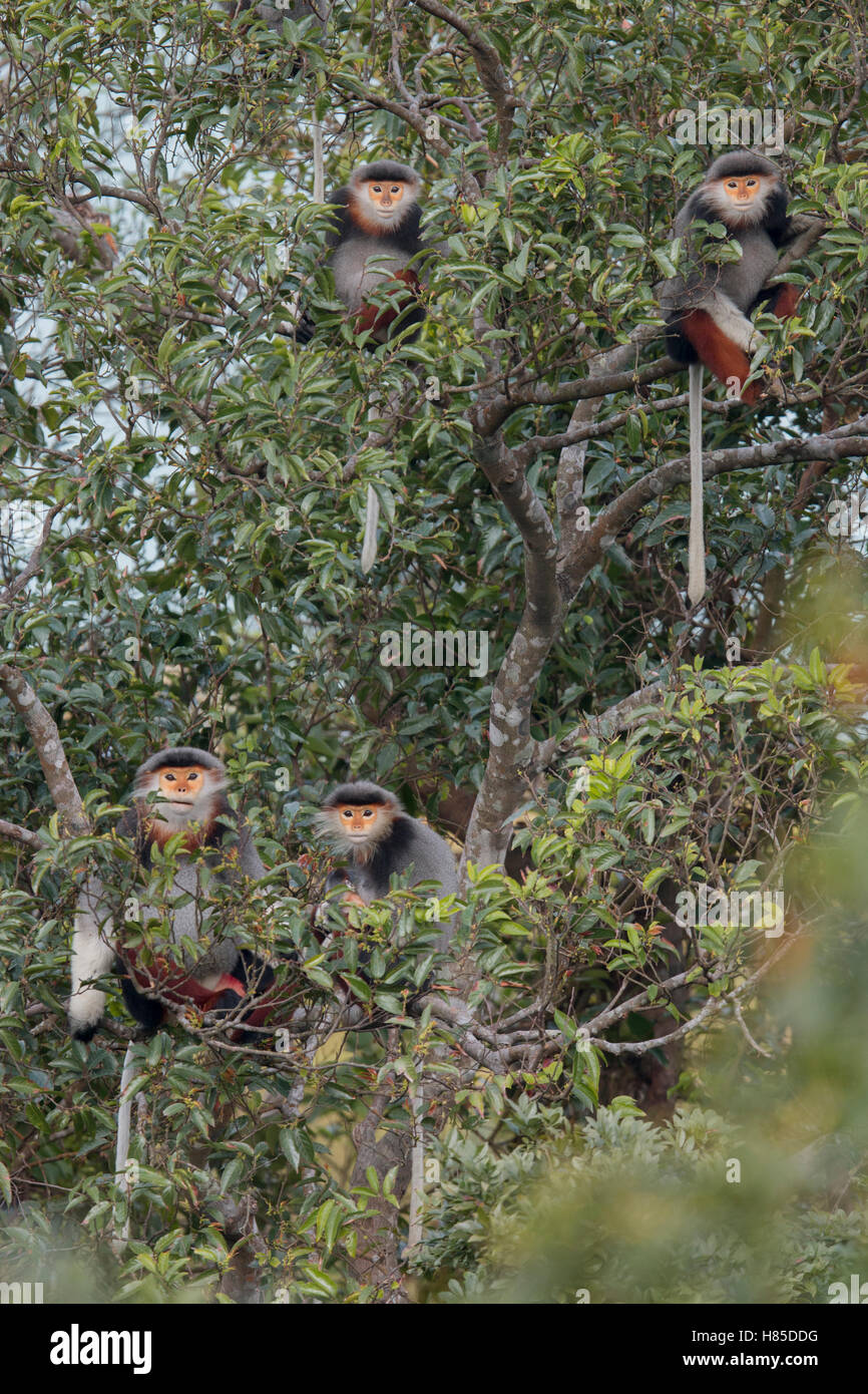 Douc Langur (Pygathrix nemaeus) group in tree, Vietnam Stock Photo - Alamy
