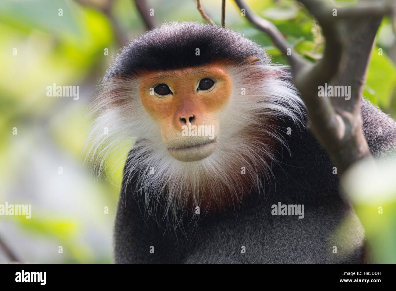 Douc Langur (Pygathrix nemaeus) male, Vietnam Stock Photo - Alamy