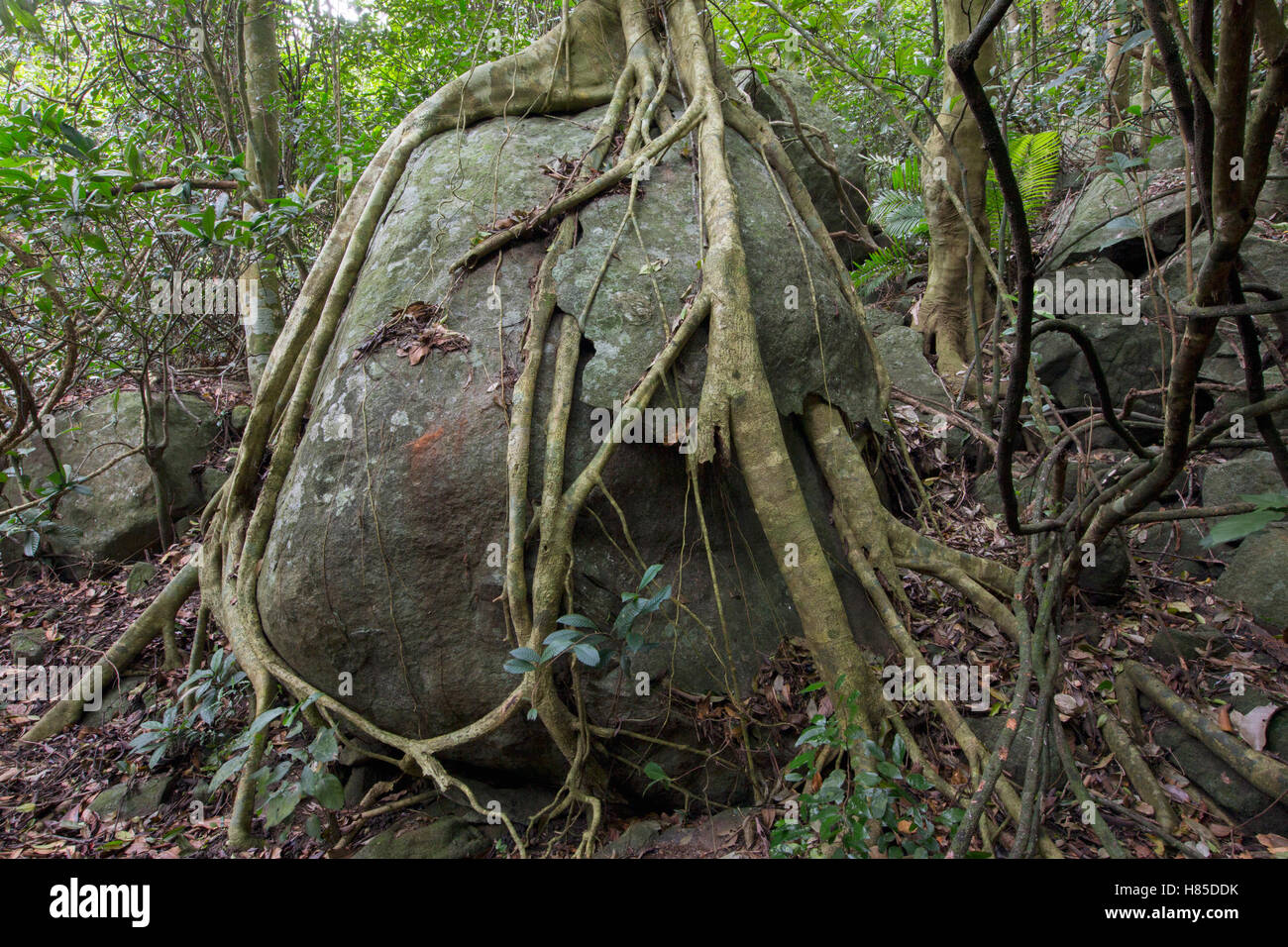 Tree with aerial roots over boulder, Song Tra Nature Reserve, Vietnam ...