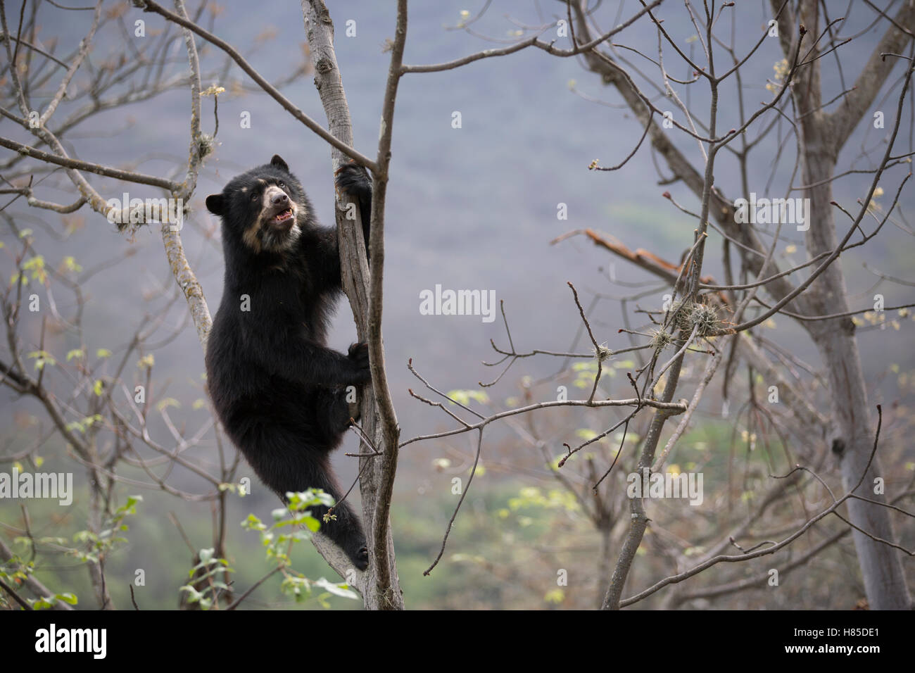 Spectacled Bear (Tremarctos ornatus) climbing tree, Chaparri Reserve ...