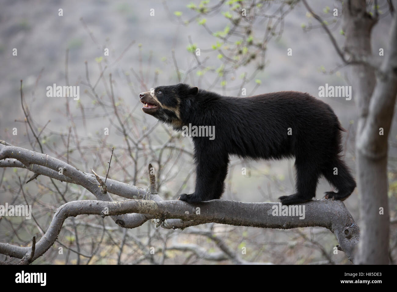 Spectacled Bear (Tremarctos ornatus) in tree, Chaparri Reserve, Peru ...