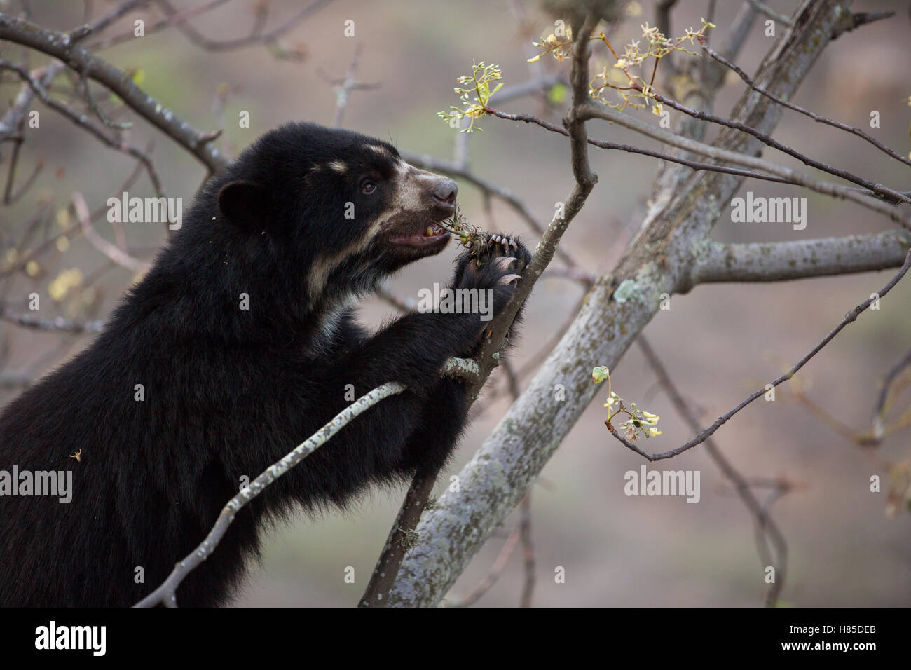 Spectacled Bear (Tremarctos ornatus) feeding in tree, Chaparri Reserve ...