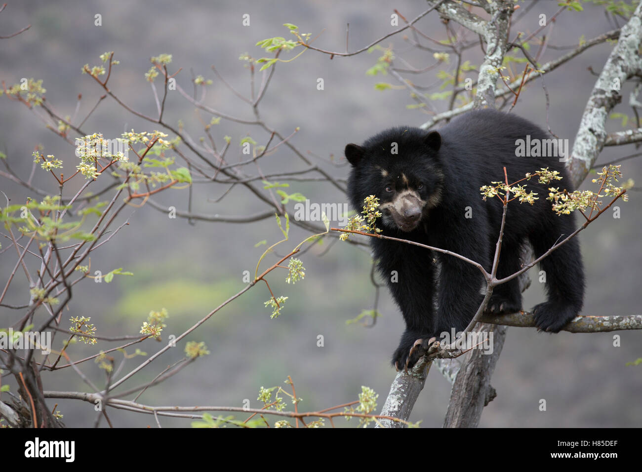 Spectacled Bear (Tremarctos ornatus) feeding in tree, Chaparri Reserve ...