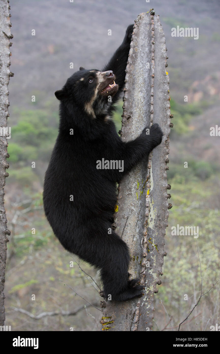 Spectacled Bear (Tremarctos ornatus) climbing cactus, Chaparri Reserve ...