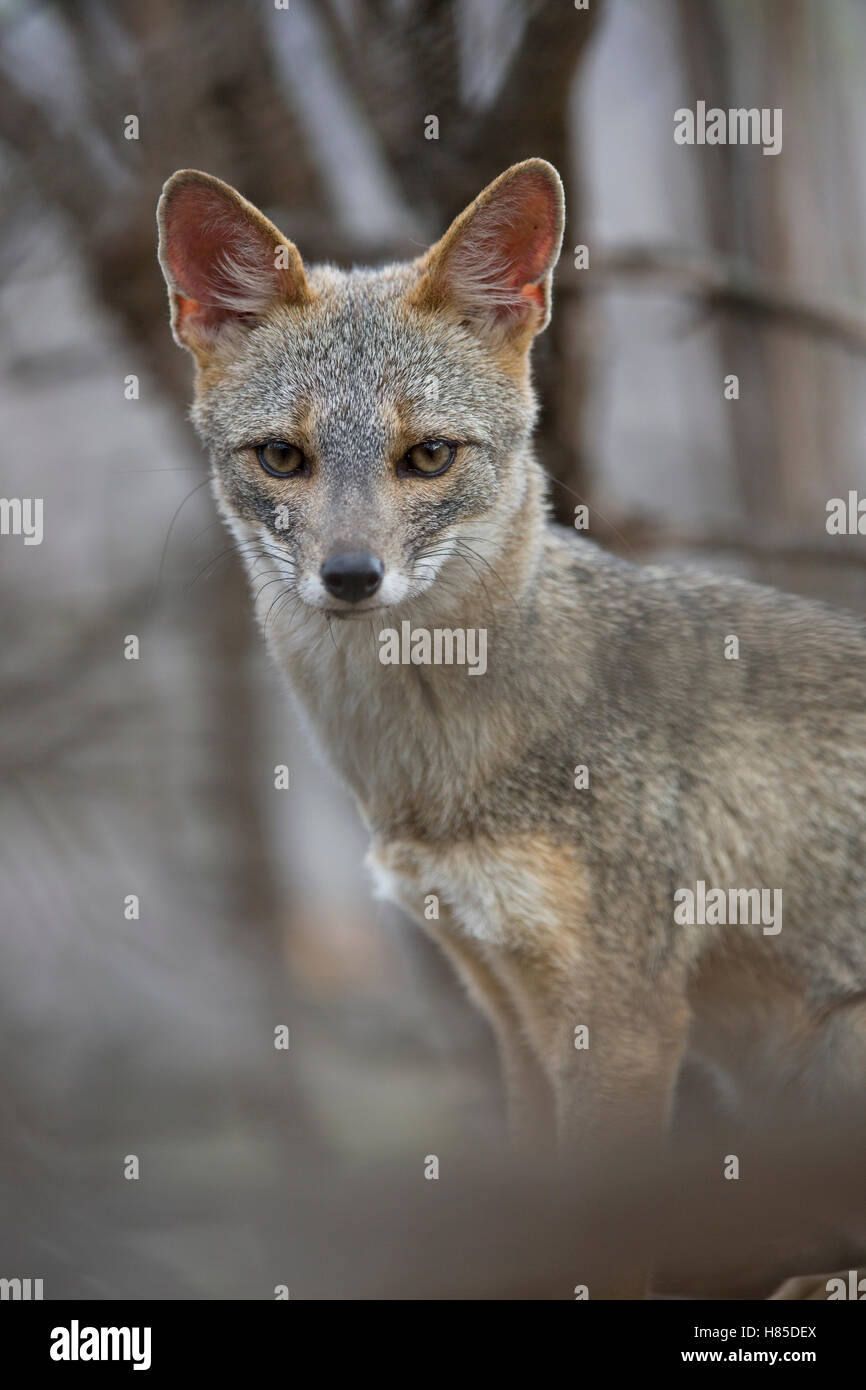 Sechuran Fox (Lycalopex sechurae), Chaparri Reserve, Peru Stock Photo ...