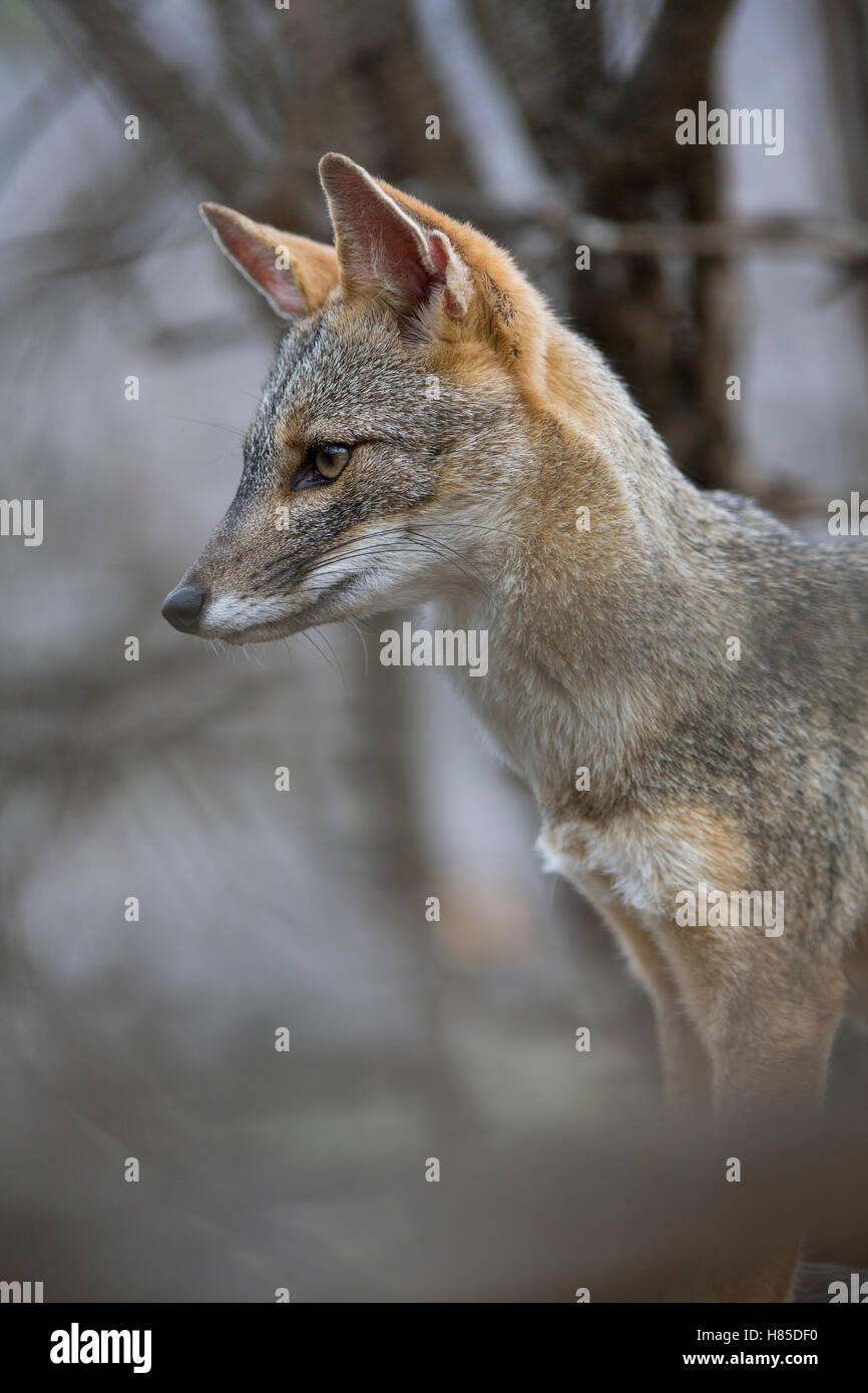 Sechuran Fox (Lycalopex sechurae), Chaparri Reserve, Peru Stock Photo ...