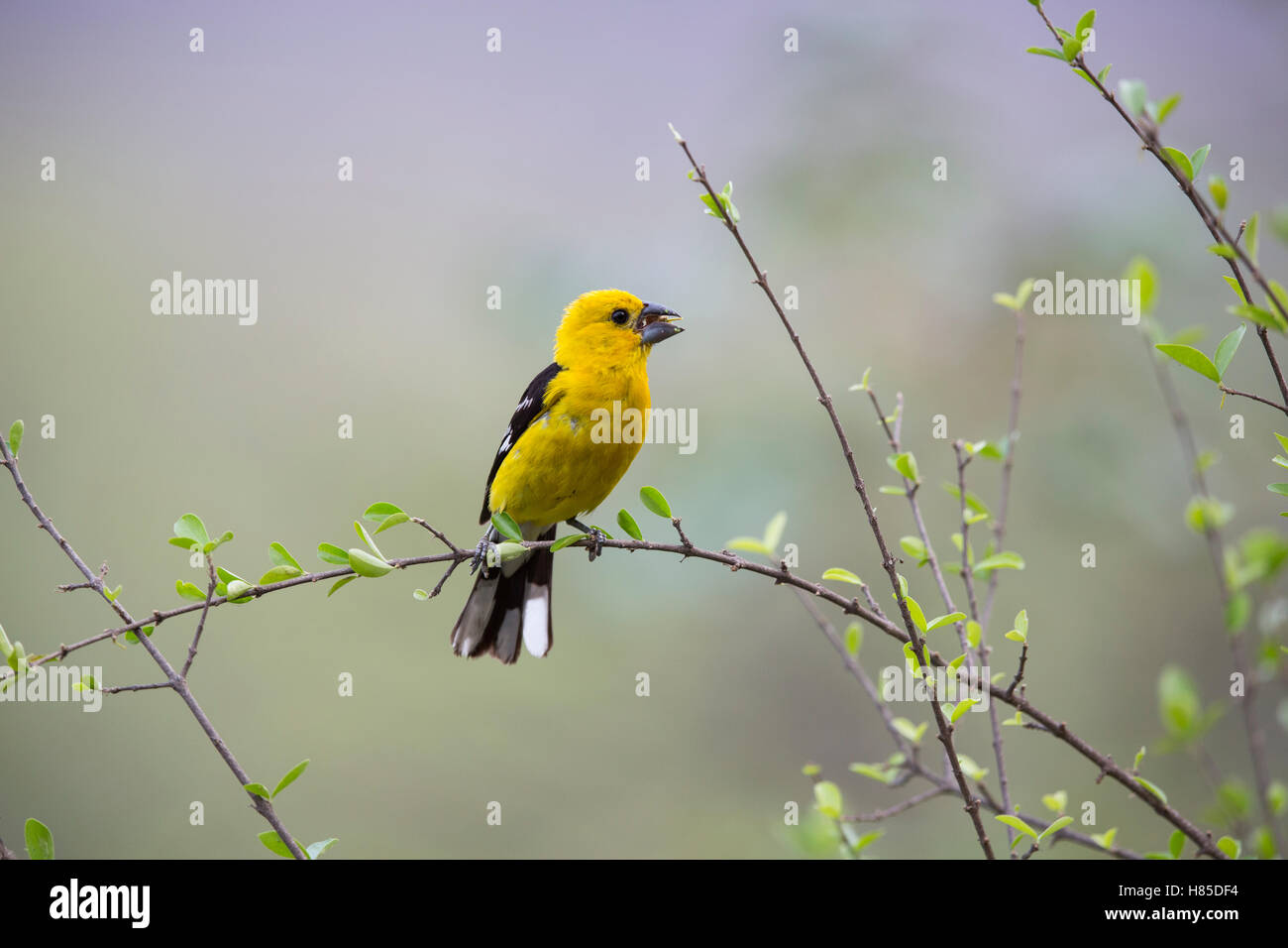 Golden-bellied Grosbeak (Pheucticus chrysogaster) male, Chaparri ...