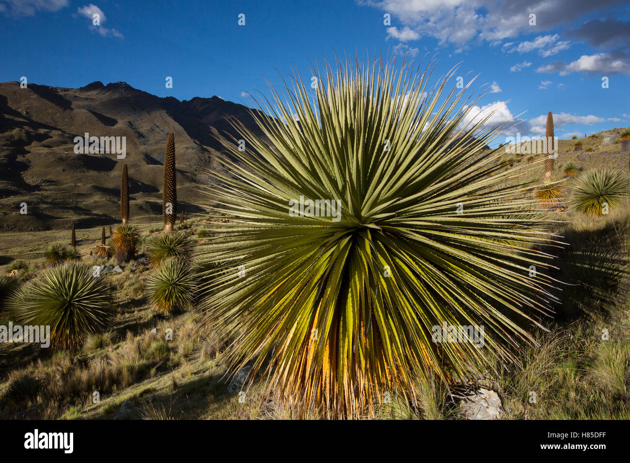 Queen of the Andes (Puya raymondii) plants in steppe, Cordillera Blanca ...