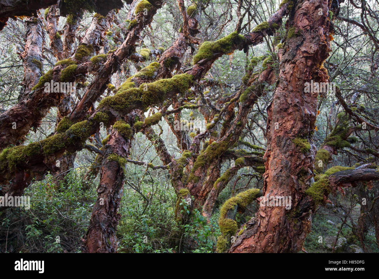 Polylepis (Polylepis sp) forest, Cordillera Blanca, Peru Stock Photo ...