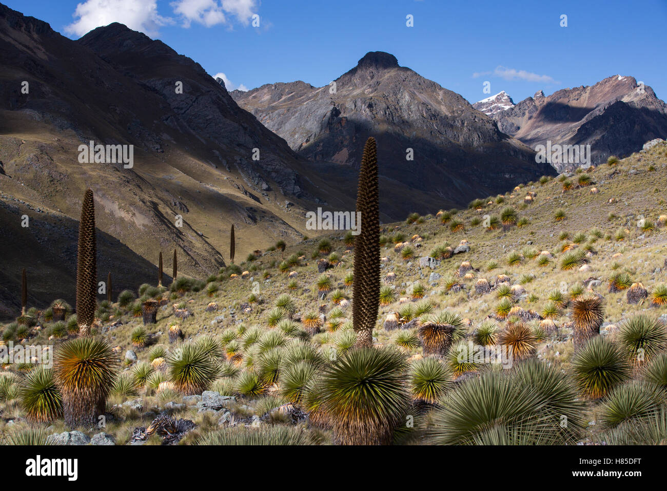 Queen of the Andes (Puya raymondii) plants in steppe, Cordillera Blanca ...