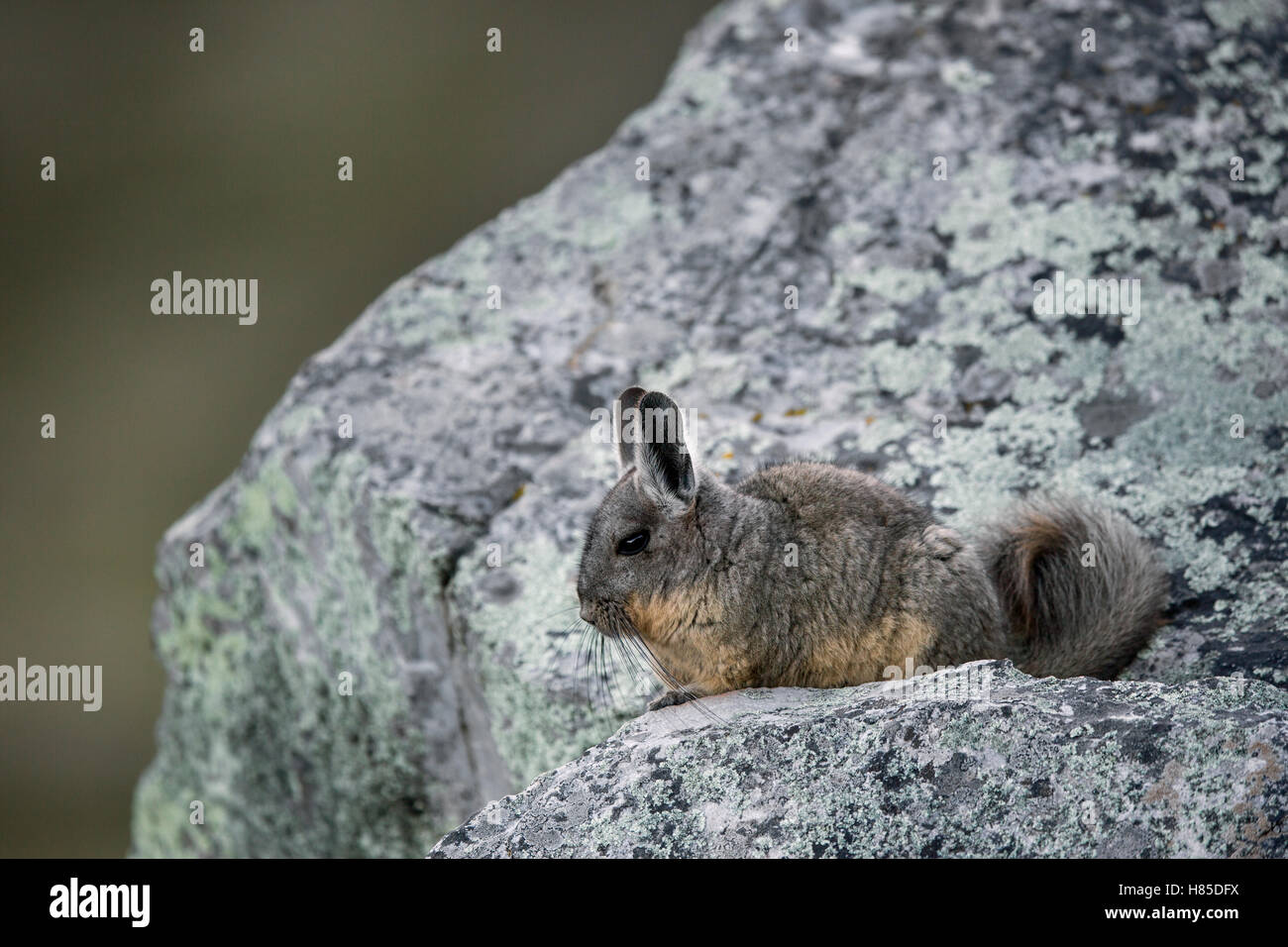 Northern Viscacha (Lagidium peruanum), Huascaran National Park ...