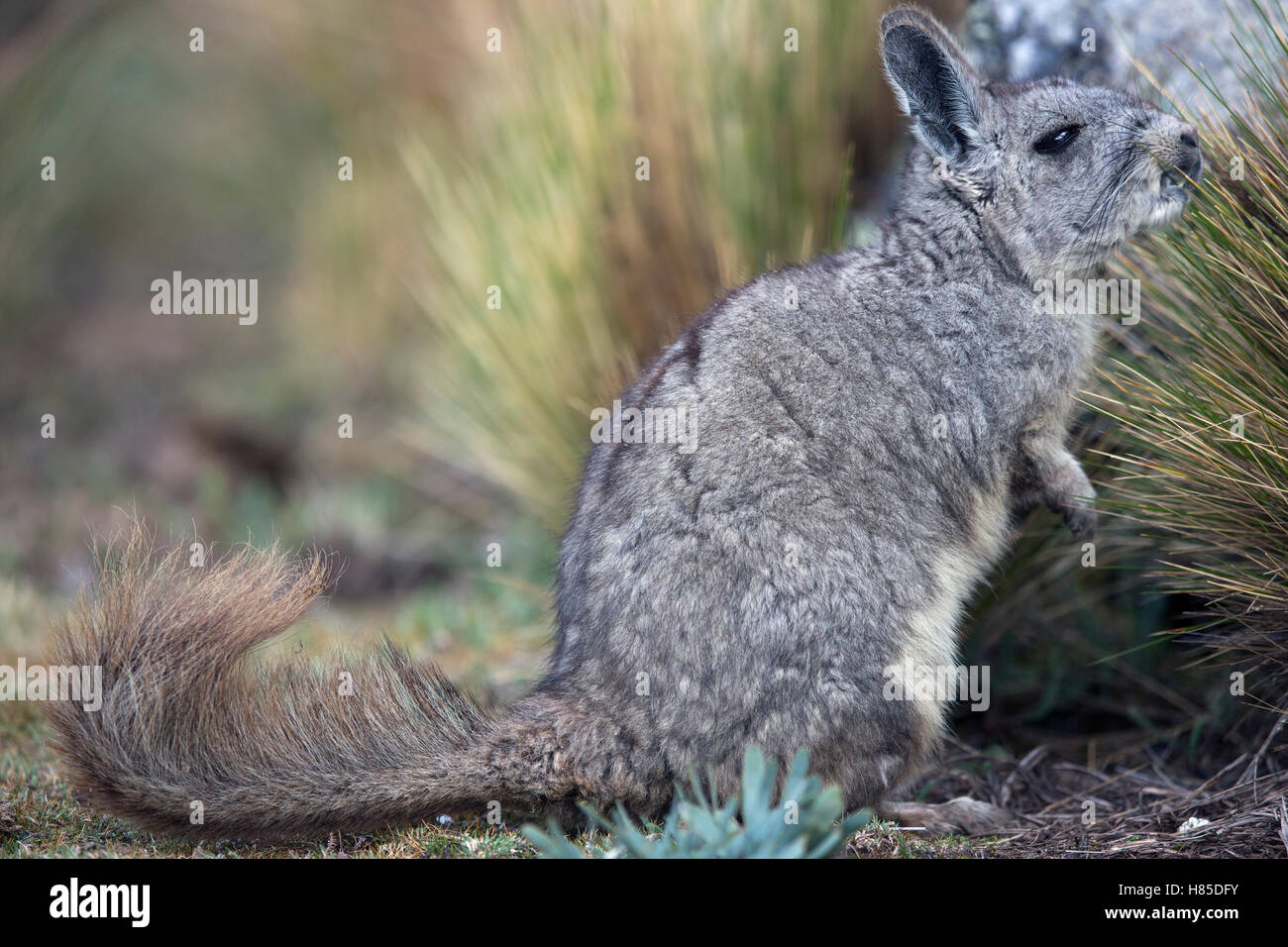Northern Viscacha (Lagidium peruanum) browsing, Huascaran National Park ...