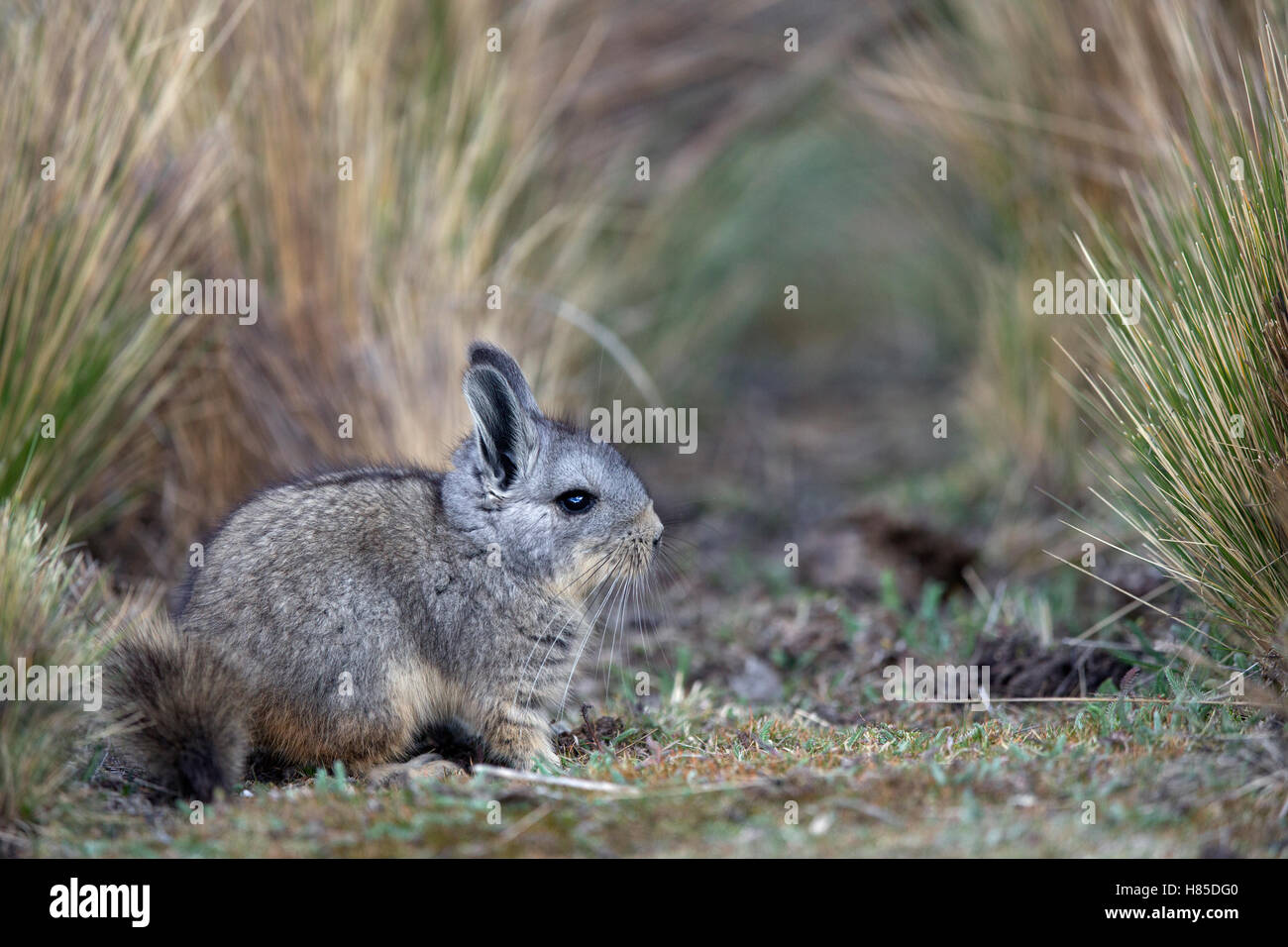 Northern Viscacha (Lagidium peruanum), Huascaran National Park ...