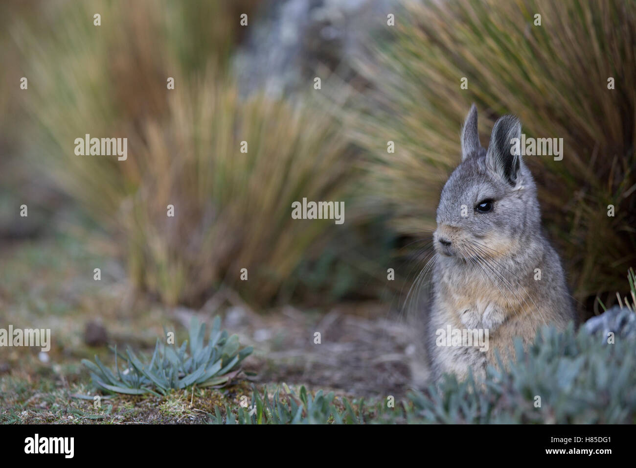 Northern Viscacha (Lagidium peruanum), Huascaran National Park ...