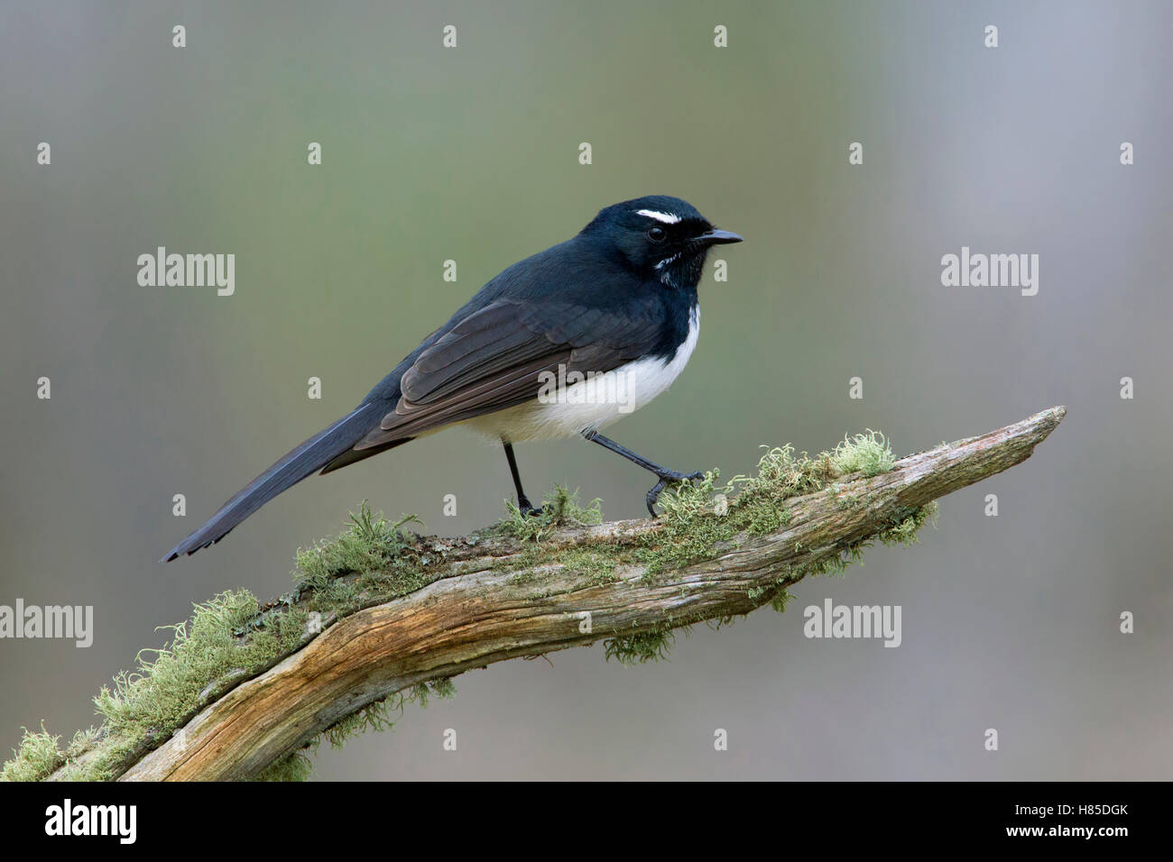Willie-wagtail (Rhipidura leucophrys), Victoria, Australia Stock Photo ...