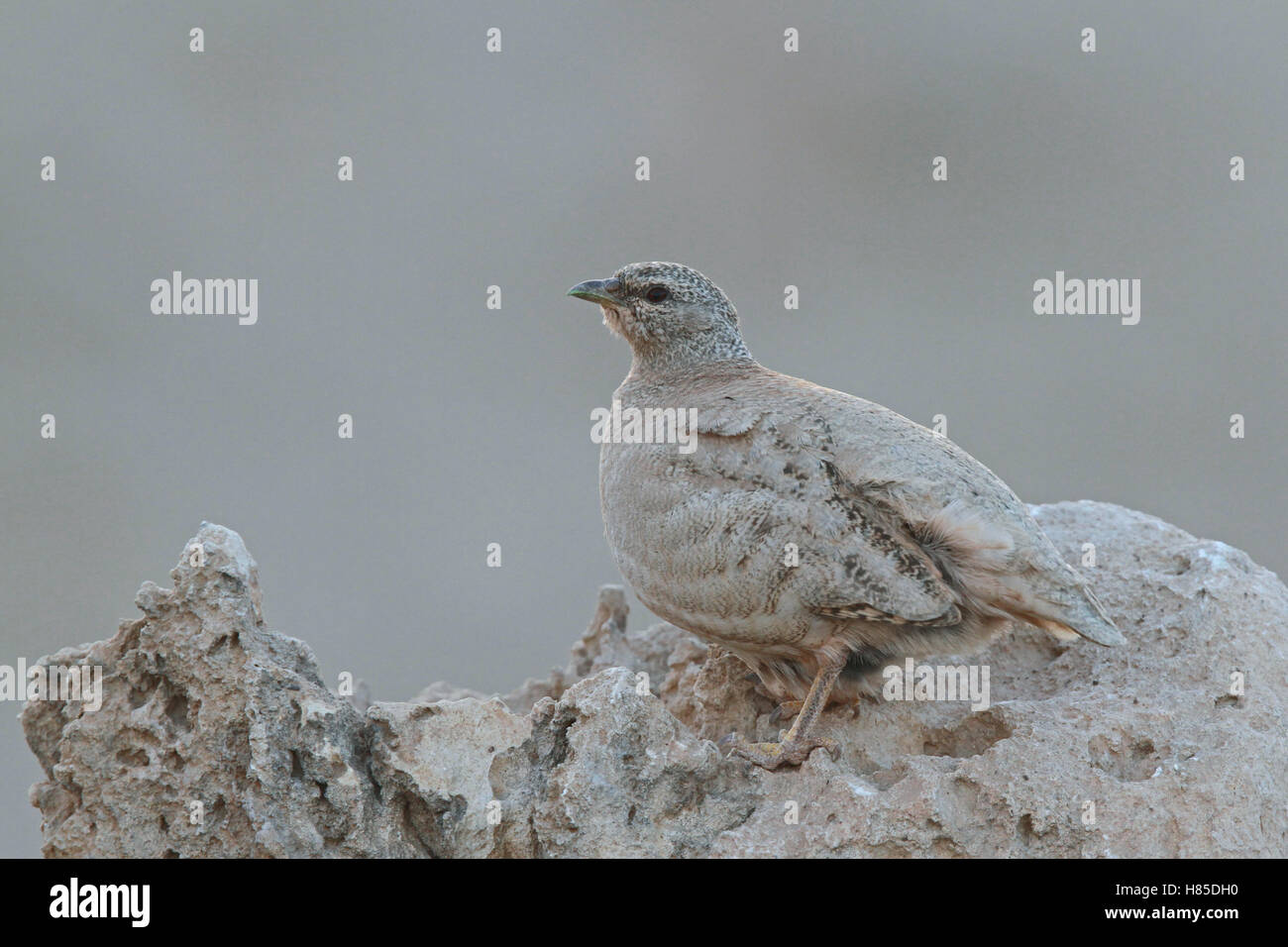 Sand Partridge (Ammoperdix heyi) female, Eilat, Israel Stock Photo - Alamy