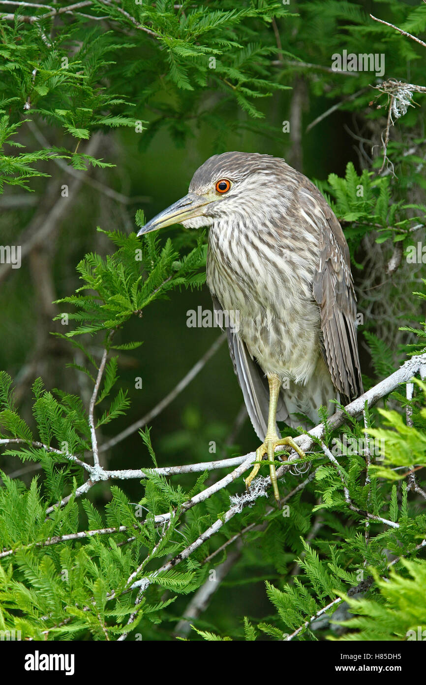 Black-crowned Night Heron (Nycticorax nycticorax) juvenile, Florida ...