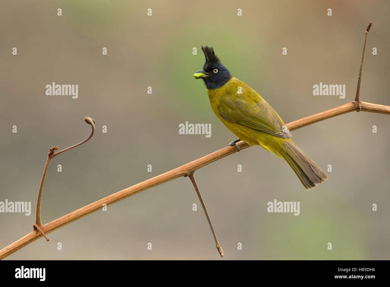 Black-crested Bulbul (Pycnonotus melanicterus), Darjeeling, India Stock ...