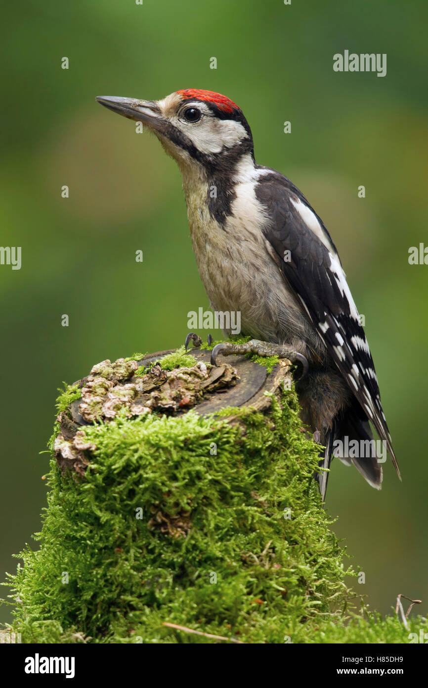 Great Spotted Woodpecker (Dendrocopos major) juvenile, Utrecht ...