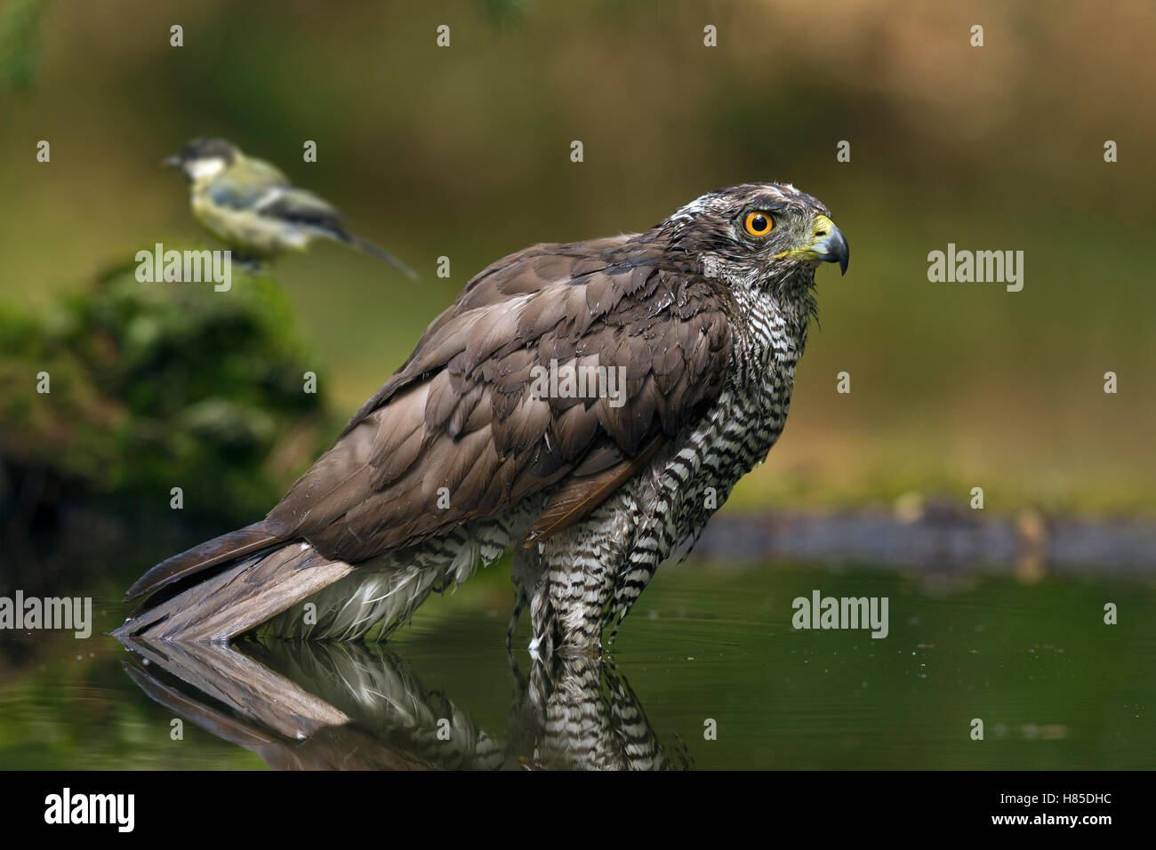 Northern Goshawk (Accipiter gentilis) male in pool, Utrecht ...