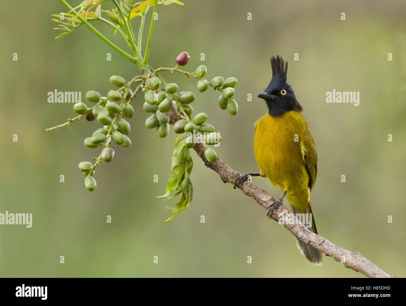 Black-crested Bulbul (Pycnonotus melanicterus), Darjeeling, India Stock ...